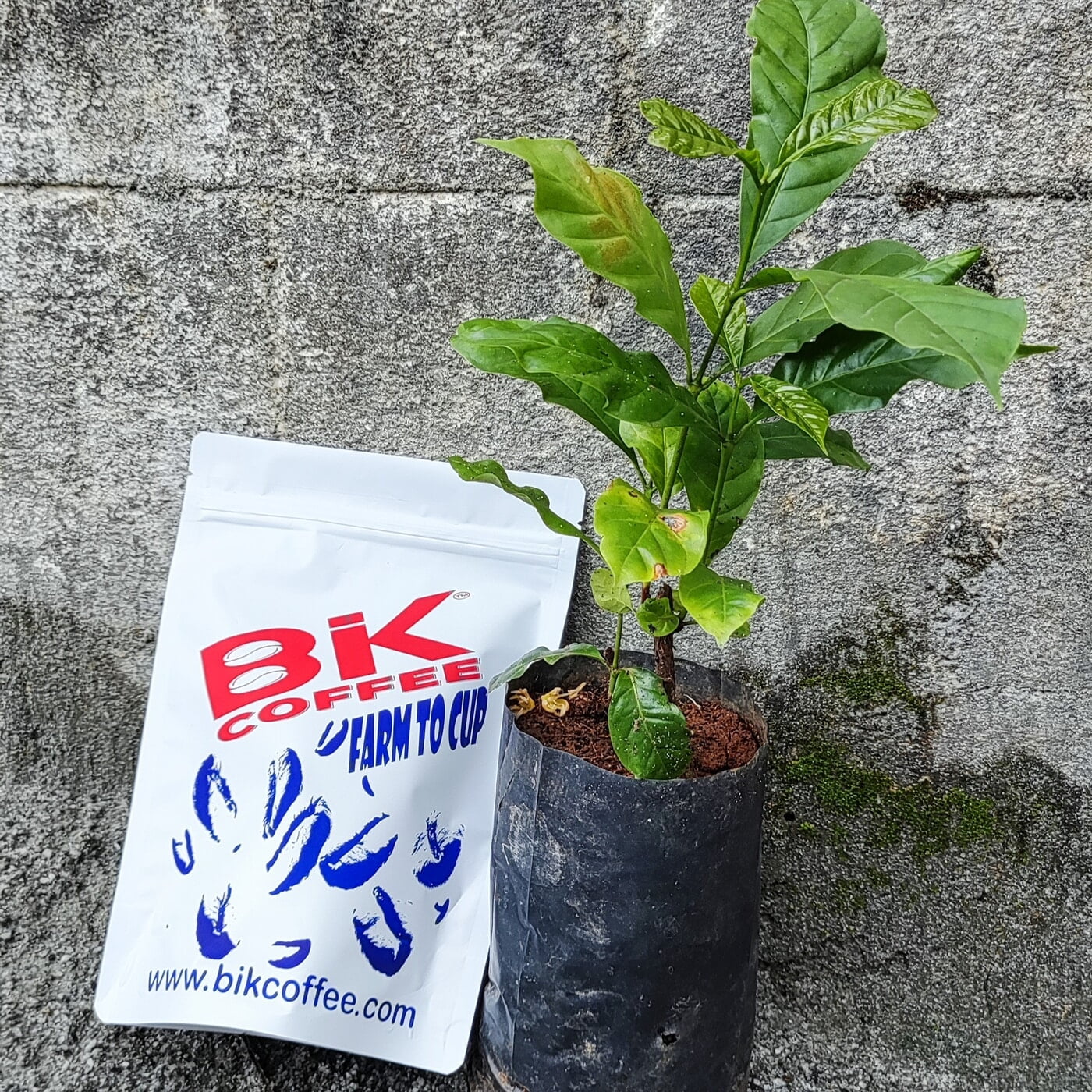 BIK COFFEE 100%Pure Arabica